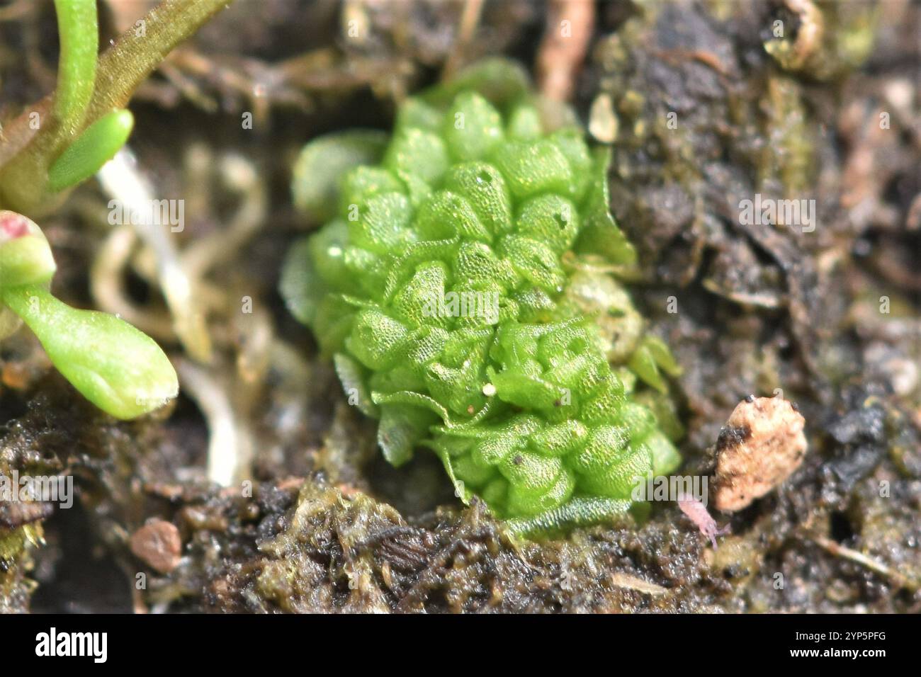 Texas Balloonwort (Sphaerocarpos texanus Stock Photo - Alamy