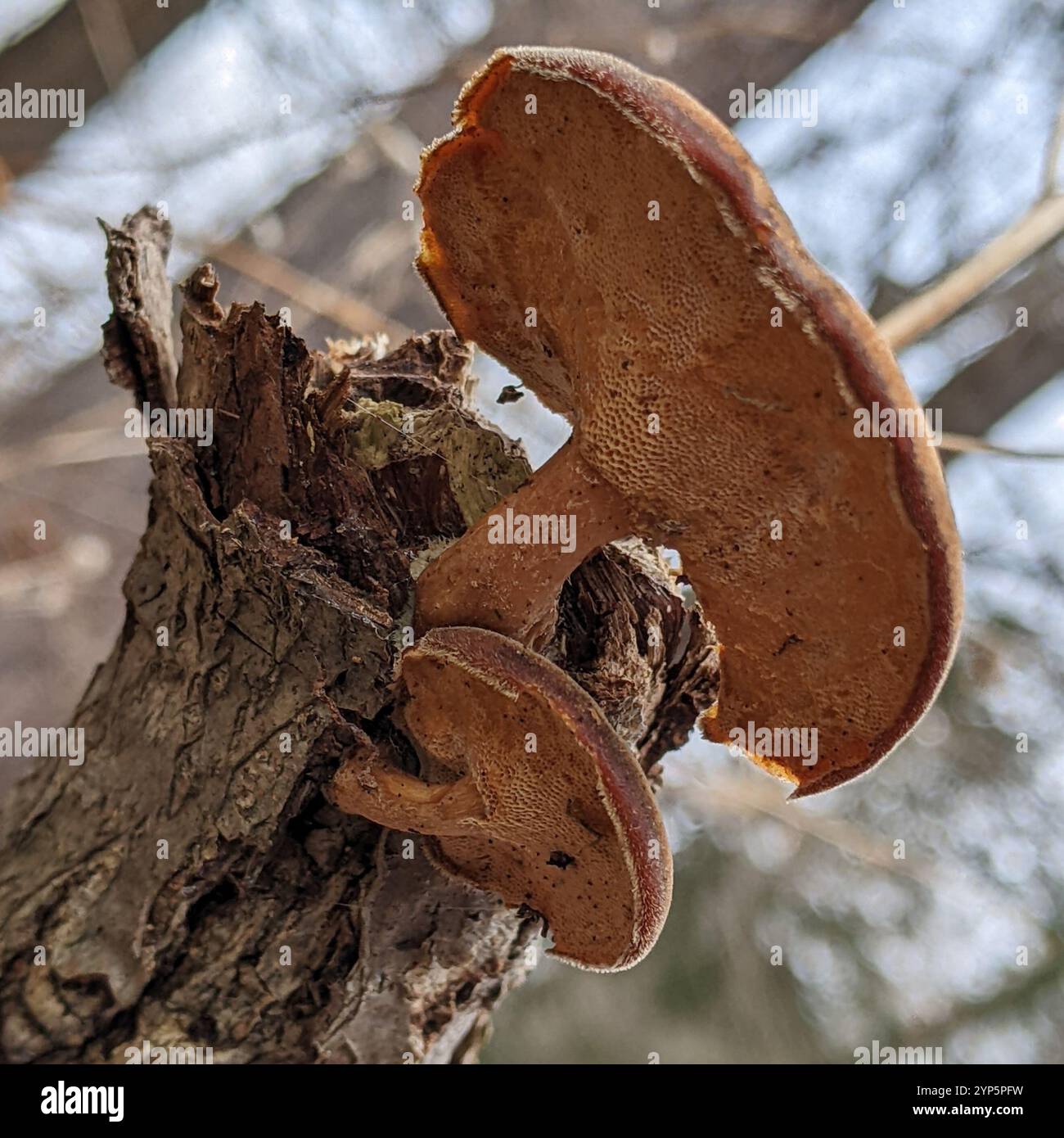 Lentinus brumalis hi-res stock photography and images - Alamy