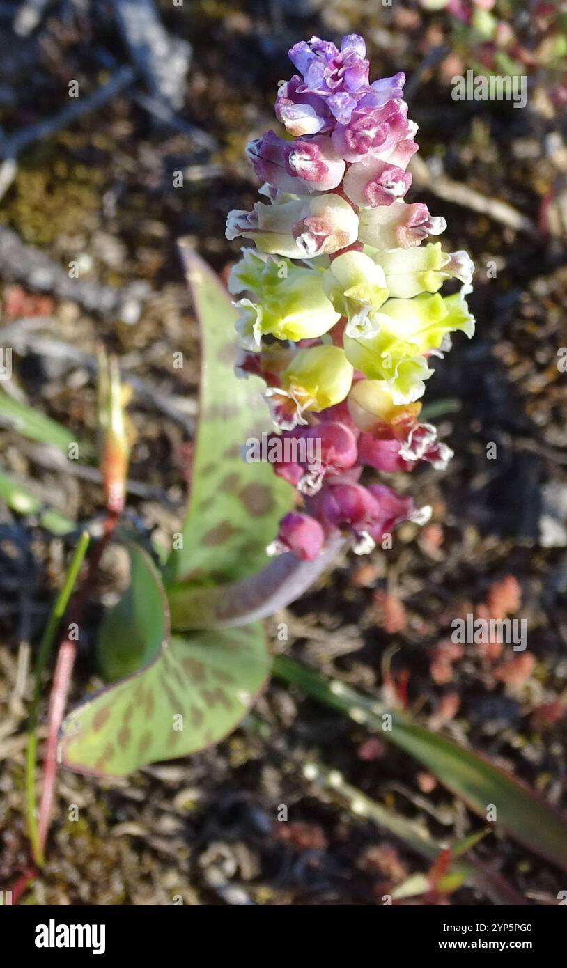 Palerim Viooltjie (Lachenalia membranacea Stock Photo - Alamy