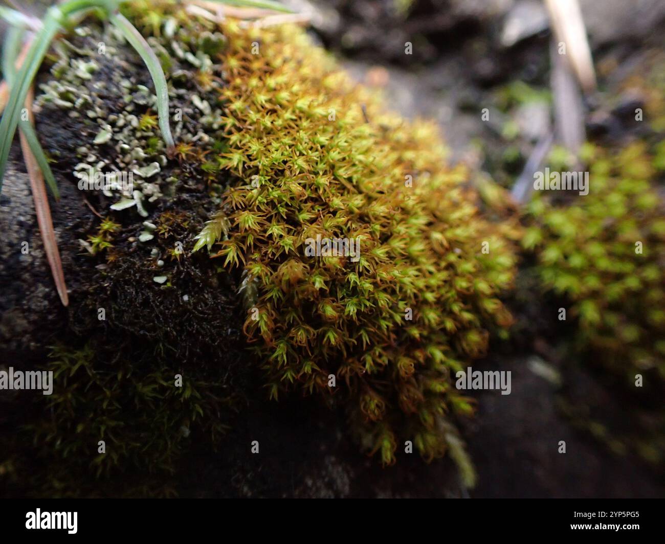 Soft-tufted Beard-moss (Vinealobryum vineale Stock Photo - Alamy