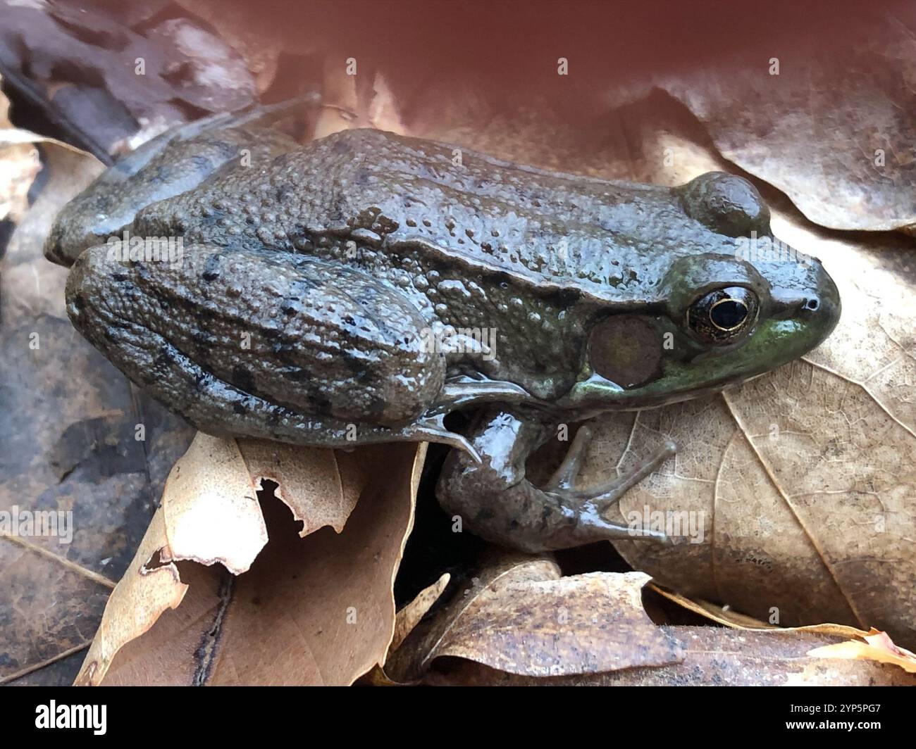 Green Frog (Lithobates clamitans Stock Photo - Alamy