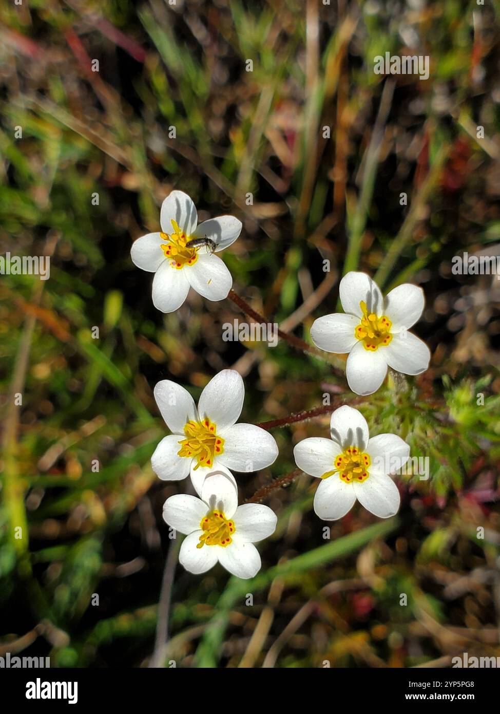 variable linanthus (Leptosiphon parviflorus Stock Photo - Alamy