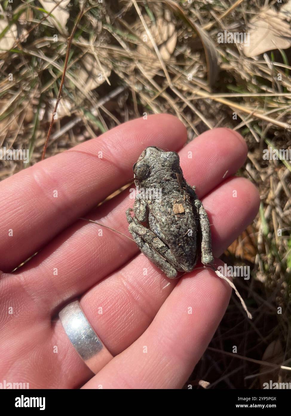 Cope's Gray Treefrog (Hyla chrysoscelis Stock Photo - Alamy