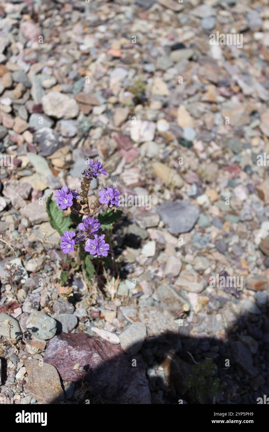 Notch leaf scorpionweed hi-res stock photography and images - Alamy