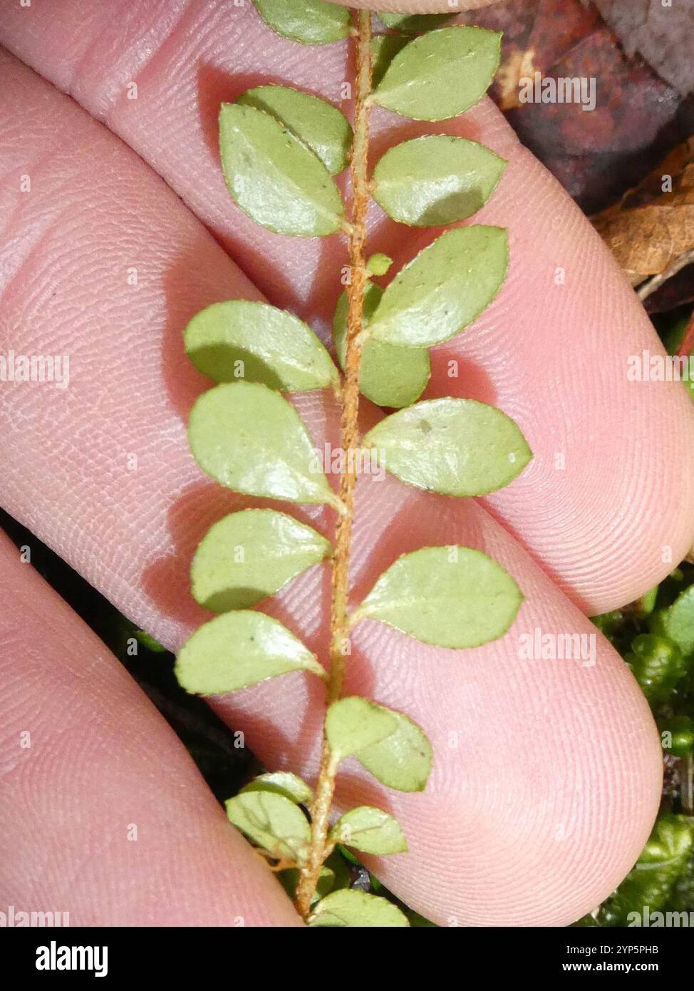 creeping snowberry (Gaultheria hispidula Stock Photo - Alamy