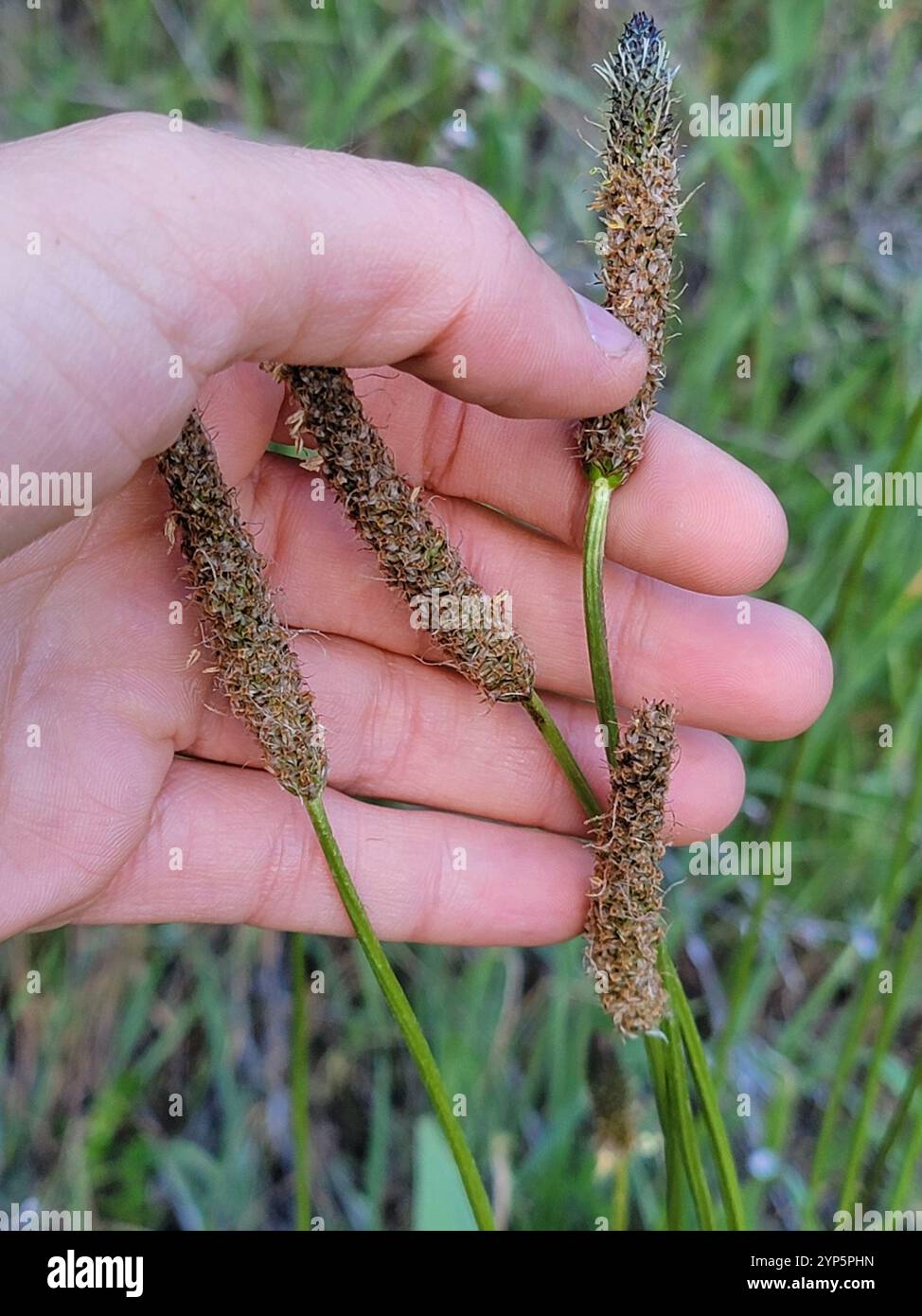 ribwort plantain (Plantago lanceolata Stock Photo - Alamy