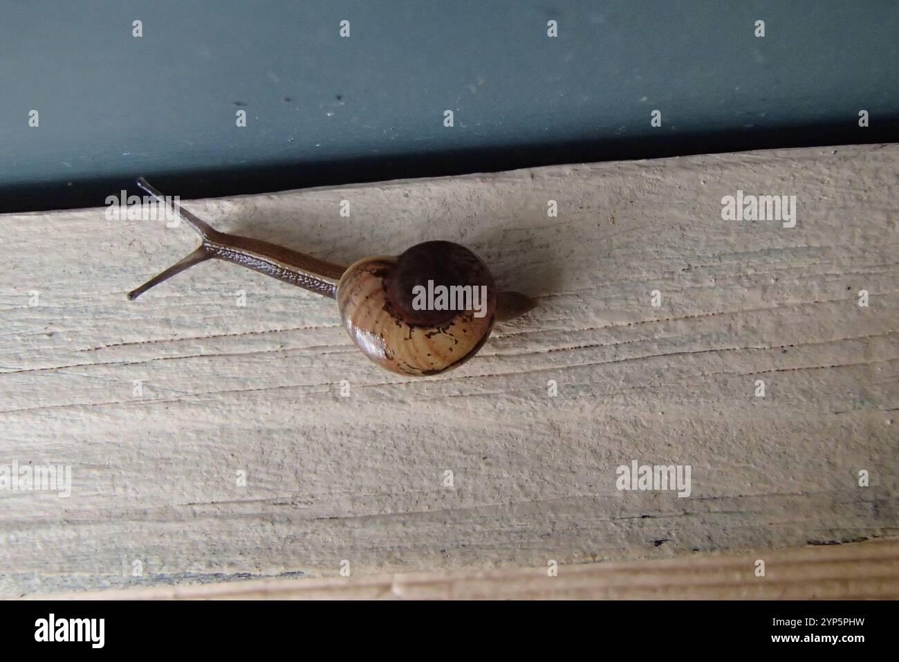 Common Southern Carnivorous Snail (Austrorhytida capillacea Stock Photo ...