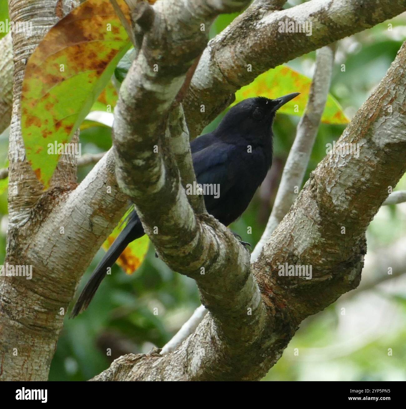 Black Catbird (Melanoptila glabrirostris Stock Photo - Alamy