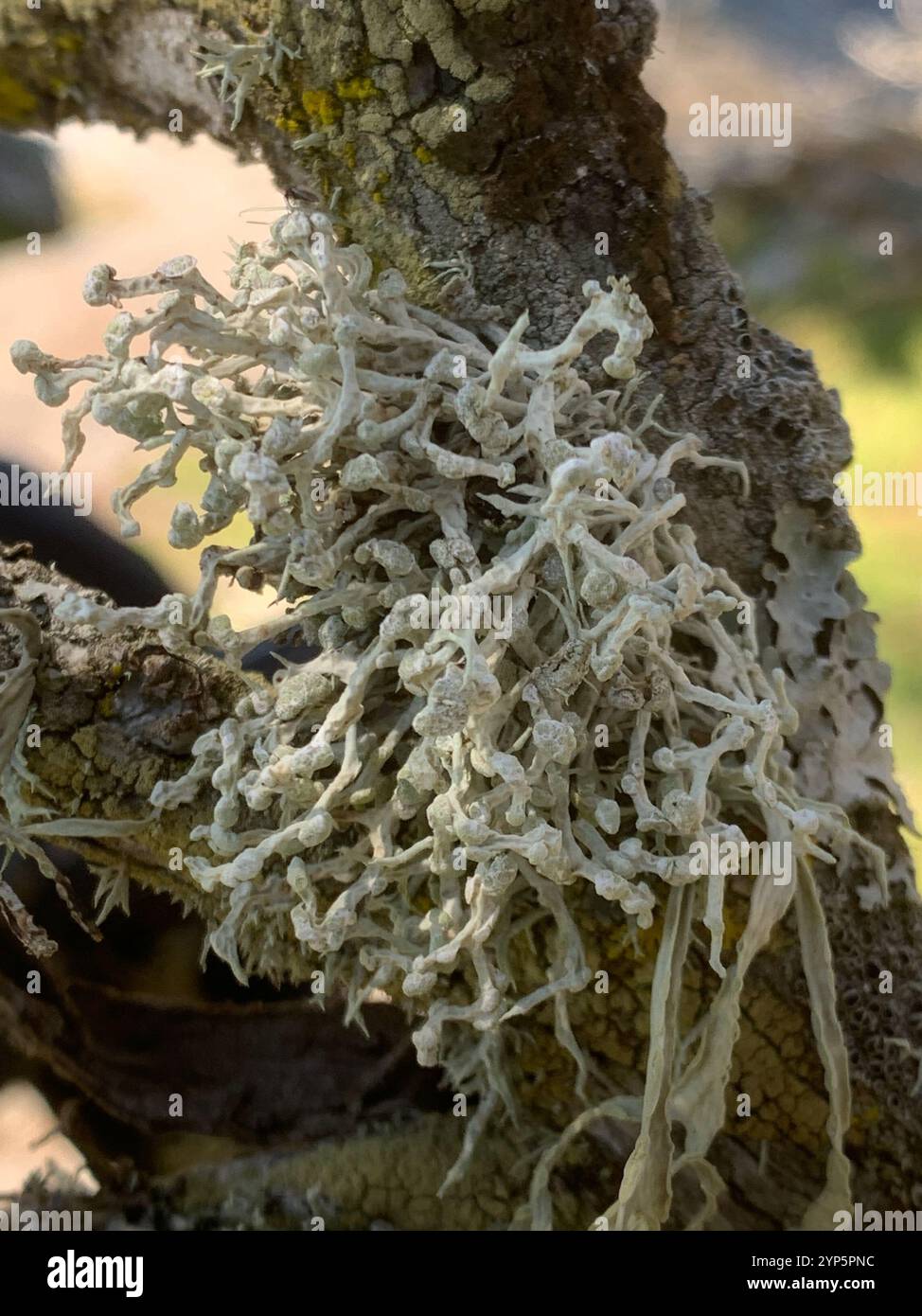 Powdery Sea-Fog Lichen (Niebla cephalota Stock Photo - Alamy