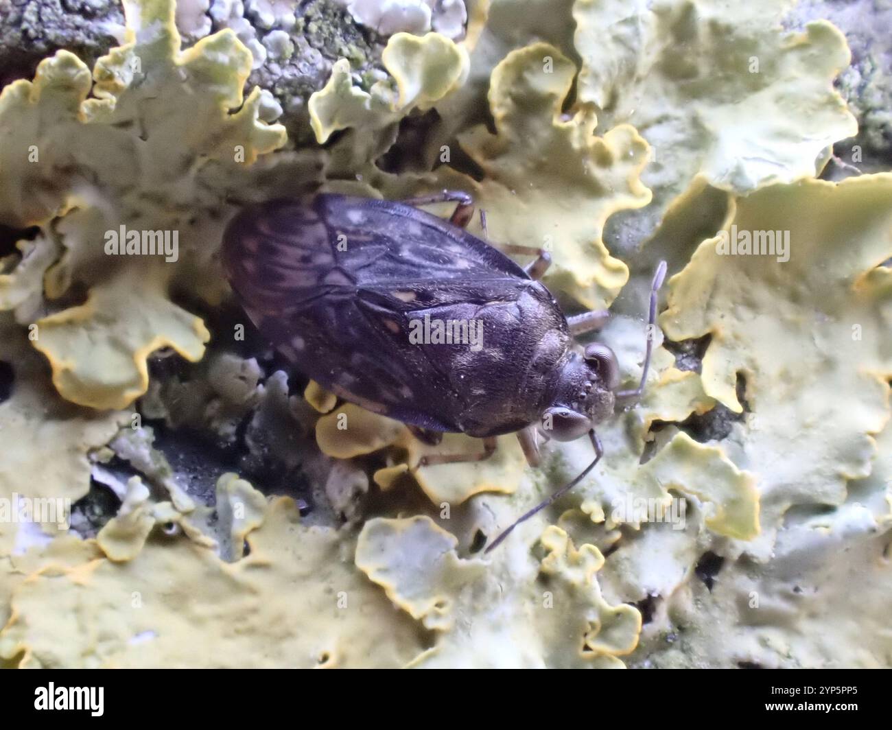 Shore bugs (Saldidae Stock Photo - Alamy