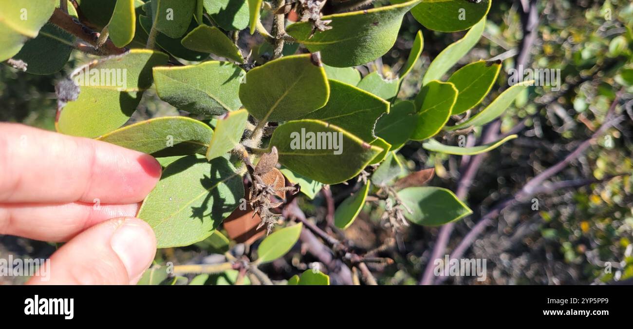 Transverse Range Manzanita (Arctostaphylos glandulosa mollis Stock ...