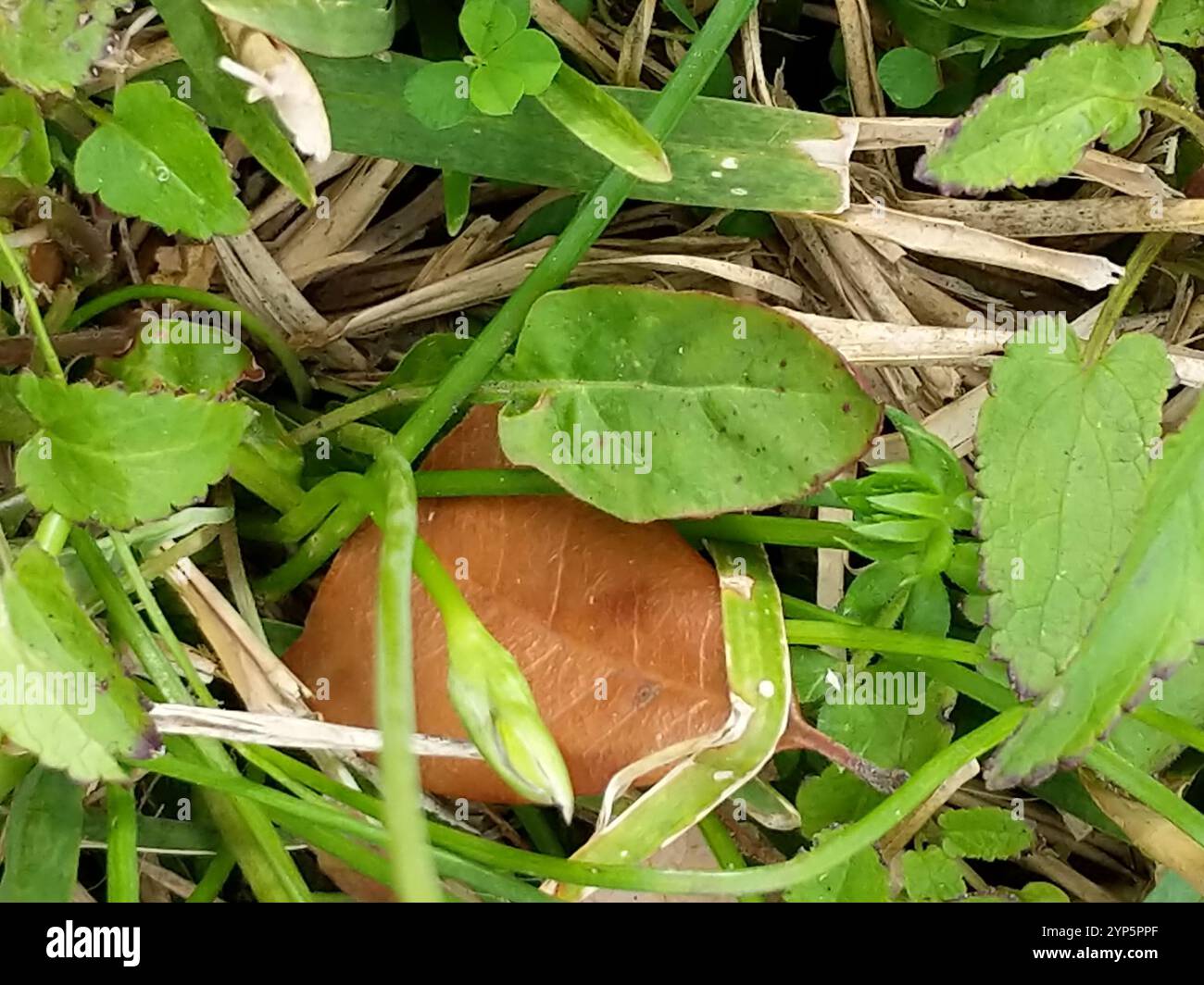 crowpoison (Nothoscordum bivalve Stock Photo - Alamy