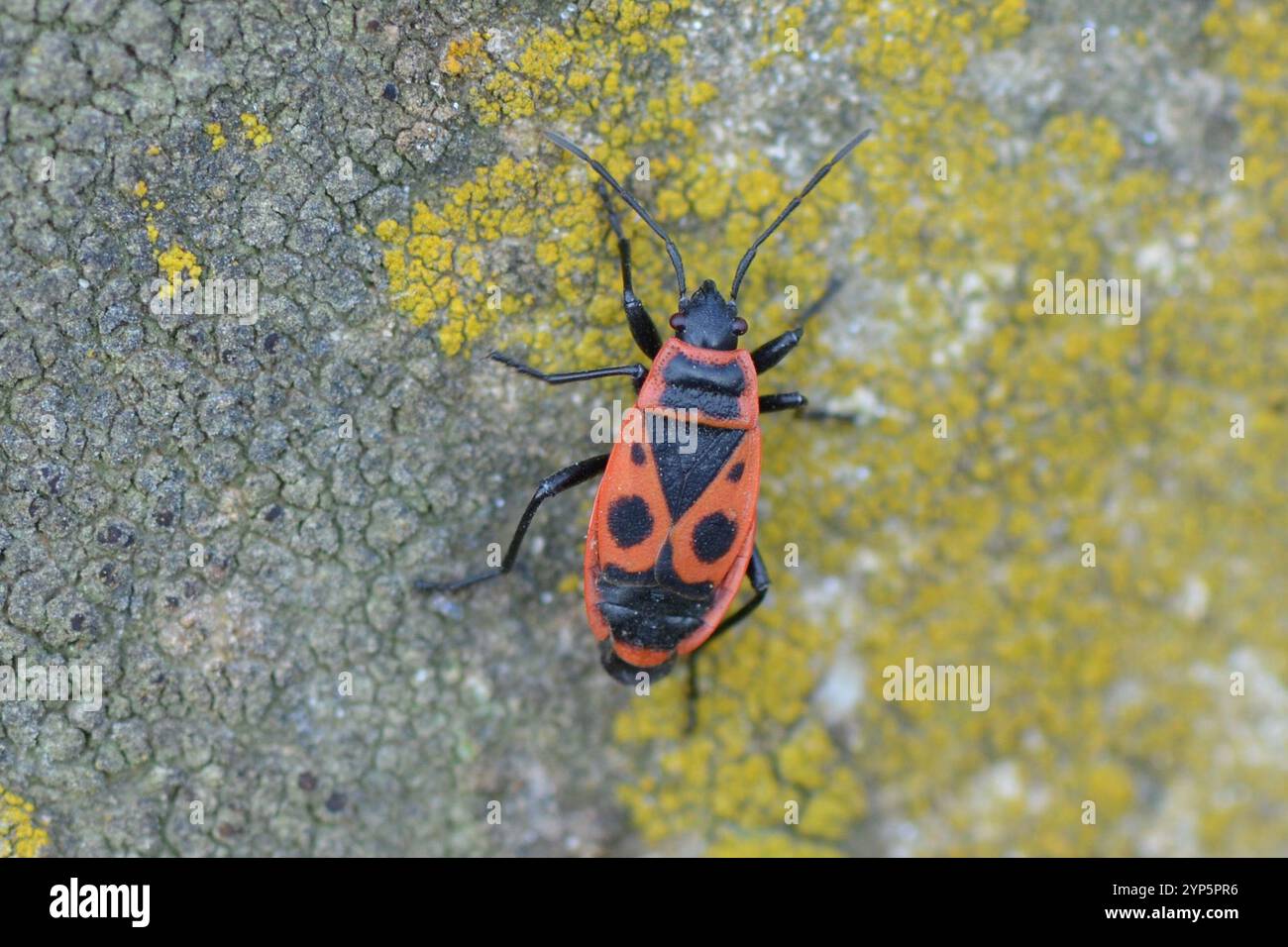 European Firebug (Pyrrhocoris apterus Stock Photo - Alamy