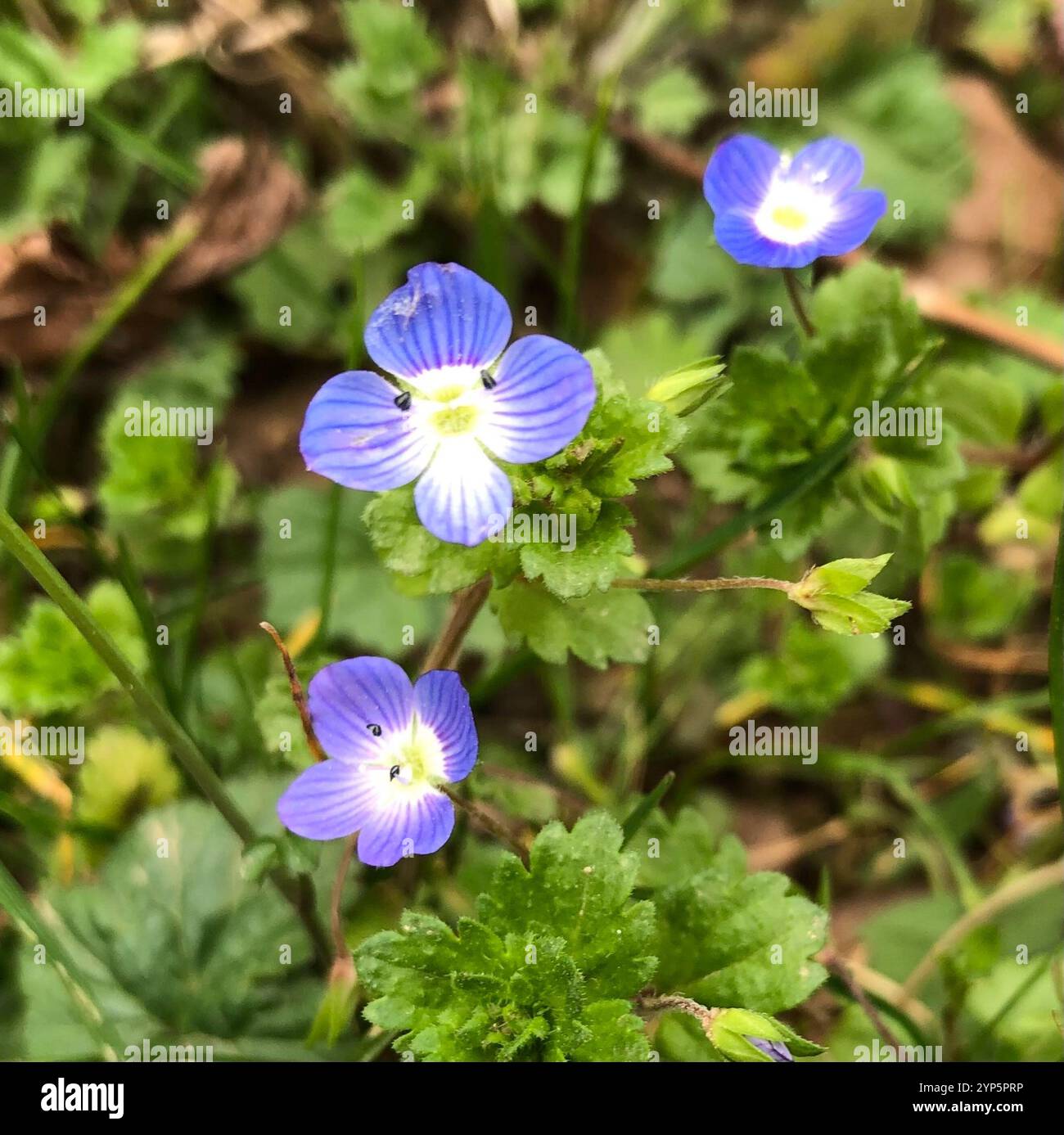 bird's-eye speedwell (Veronica persica Stock Photo - Alamy
