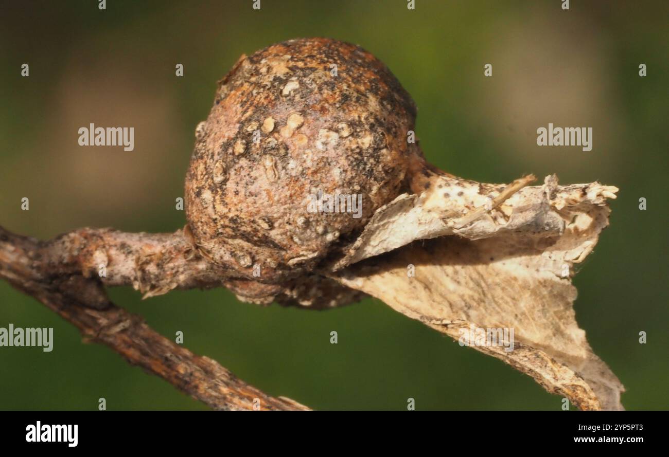Hackberry Petiole Gall Psyllid (Pachypsylla venusta Stock Photo - Alamy