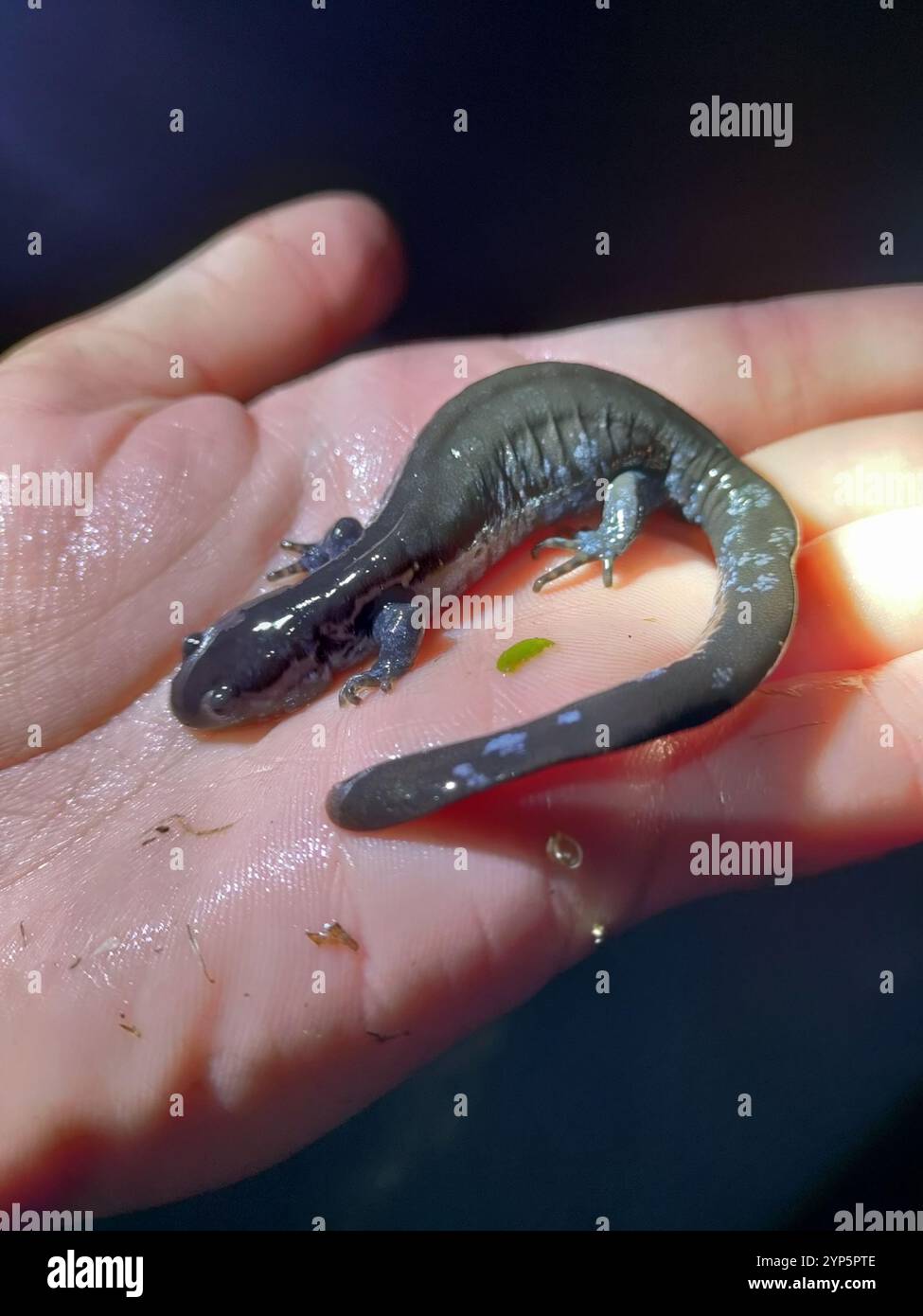 Unisexual Mole Salamander (Ambystoma unisexual Stock Photo - Alamy