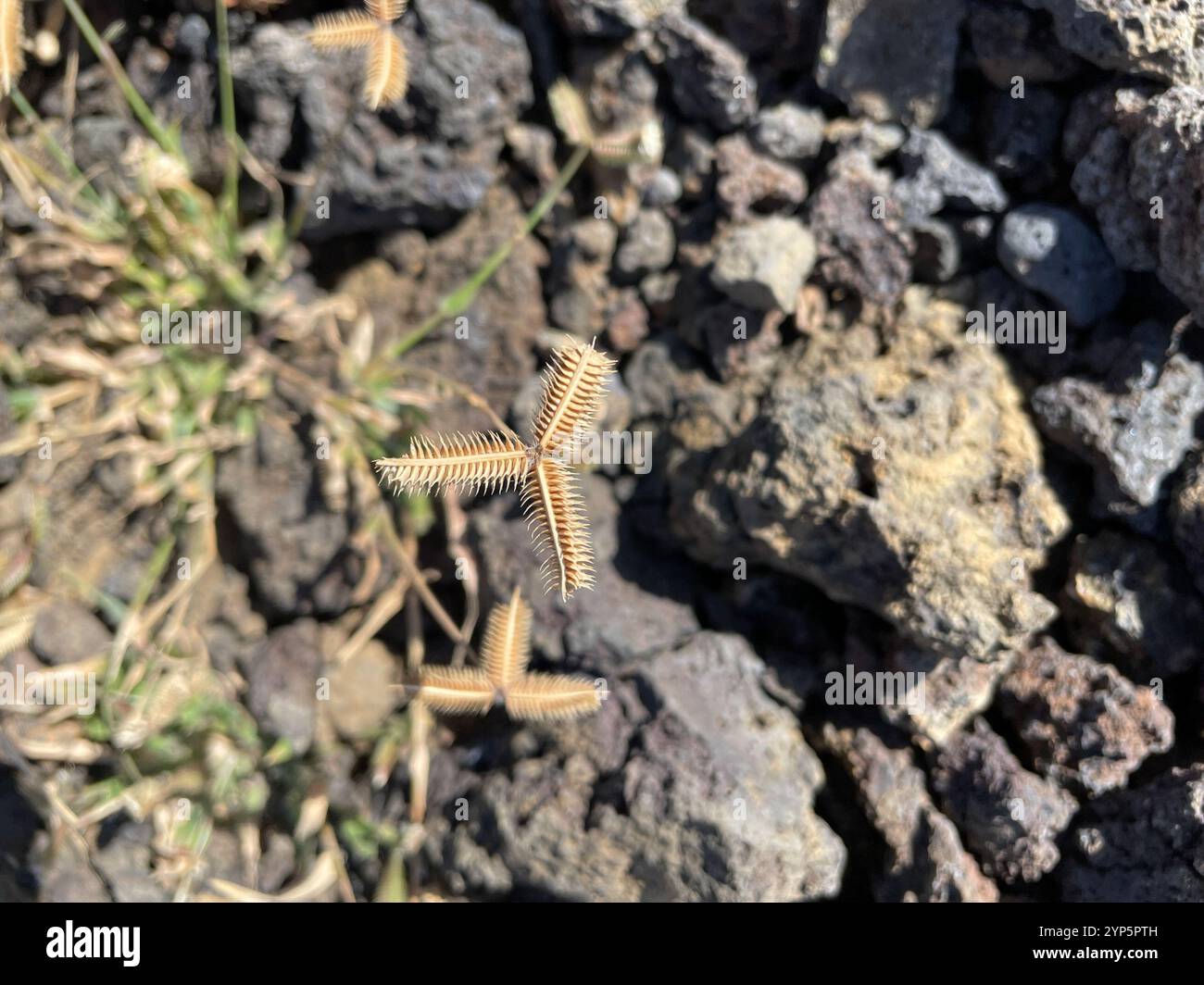 Durban Crowfoot (Dactyloctenium aegyptium Stock Photo - Alamy