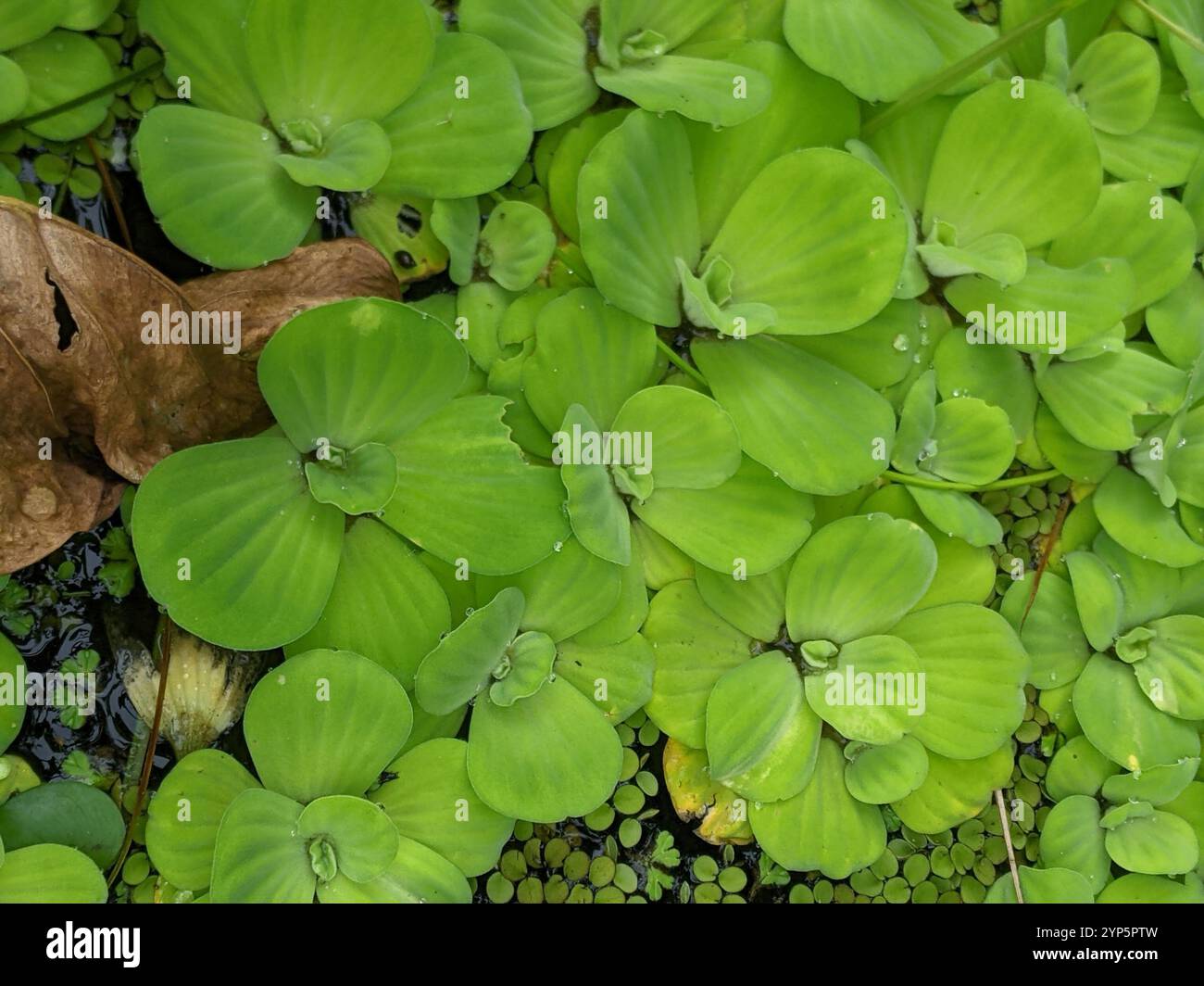 water lettuce (Pistia stratiotes Stock Photo - Alamy
