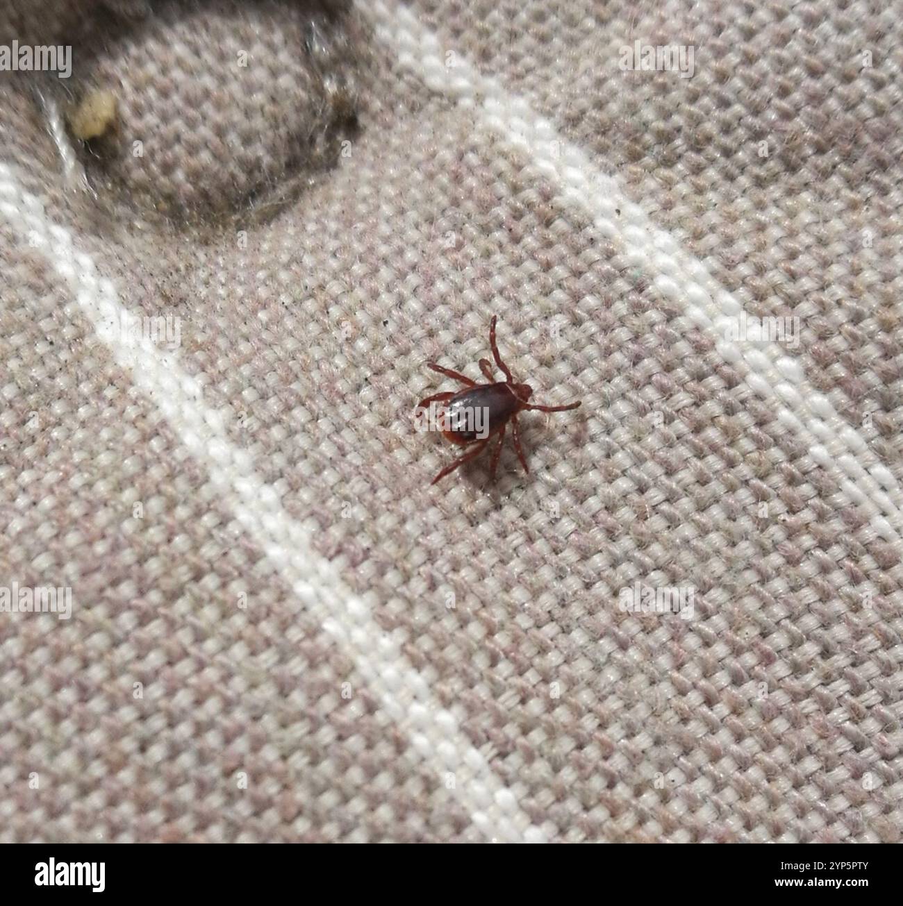 Pepper Ticks (Rhipicephalus Stock Photo - Alamy