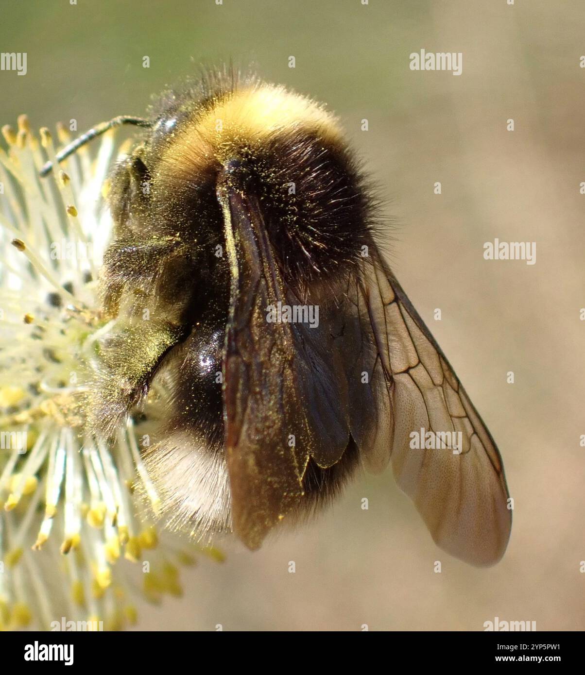 Cuckoo Bumble Bees (Psithyrus Stock Photo - Alamy