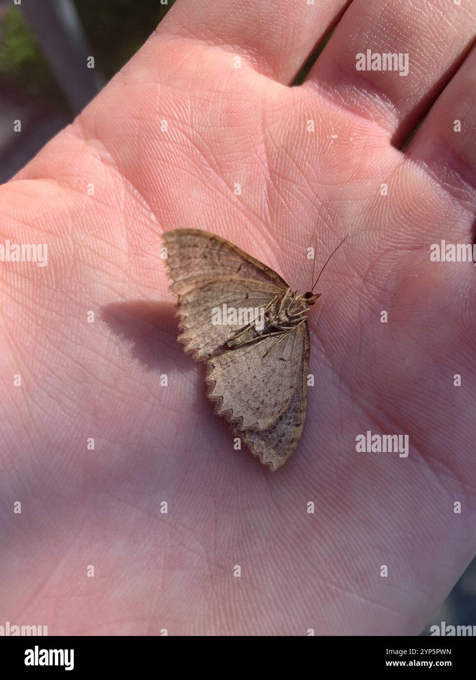Tissue Moth (Triphosa haesitata Stock Photo - Alamy