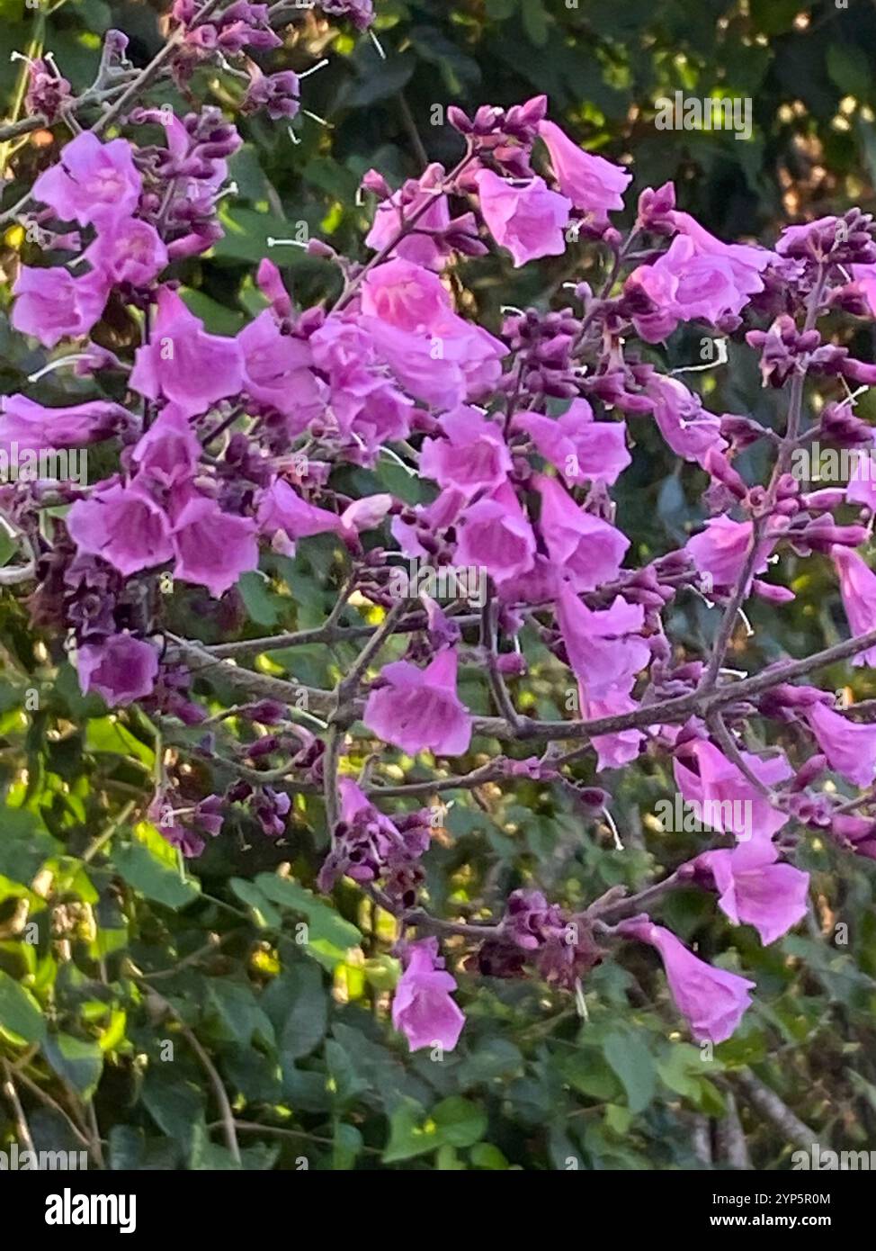 bignonia family (Bignoniaceae Stock Photo - Alamy