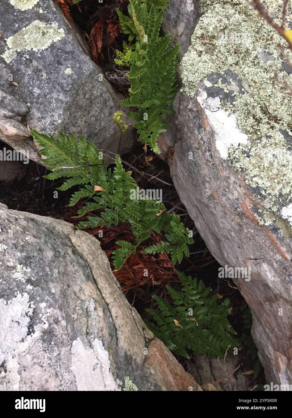 leatherleaf fern (Rumohra adiantiformis Stock Photo - Alamy
