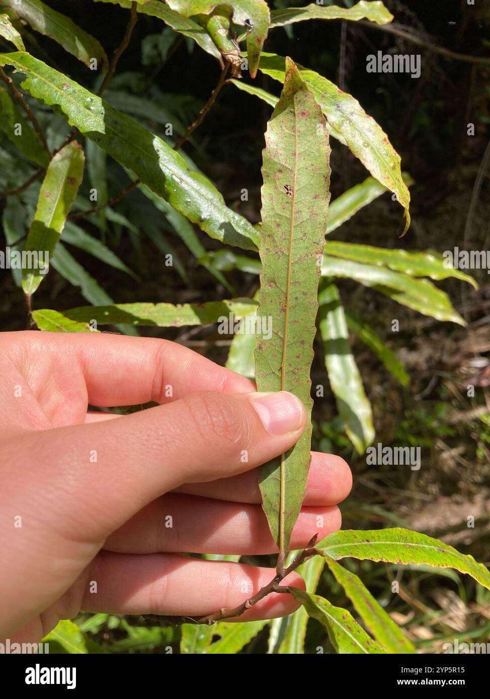 Hinau (Elaeocarpus dentatus Stock Photo - Alamy