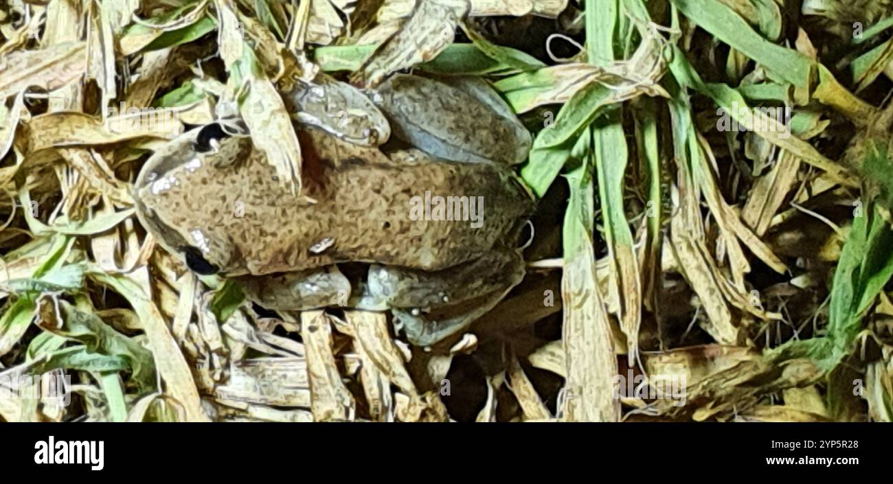 Desert Tree Frog (Litoria rubella Stock Photo - Alamy