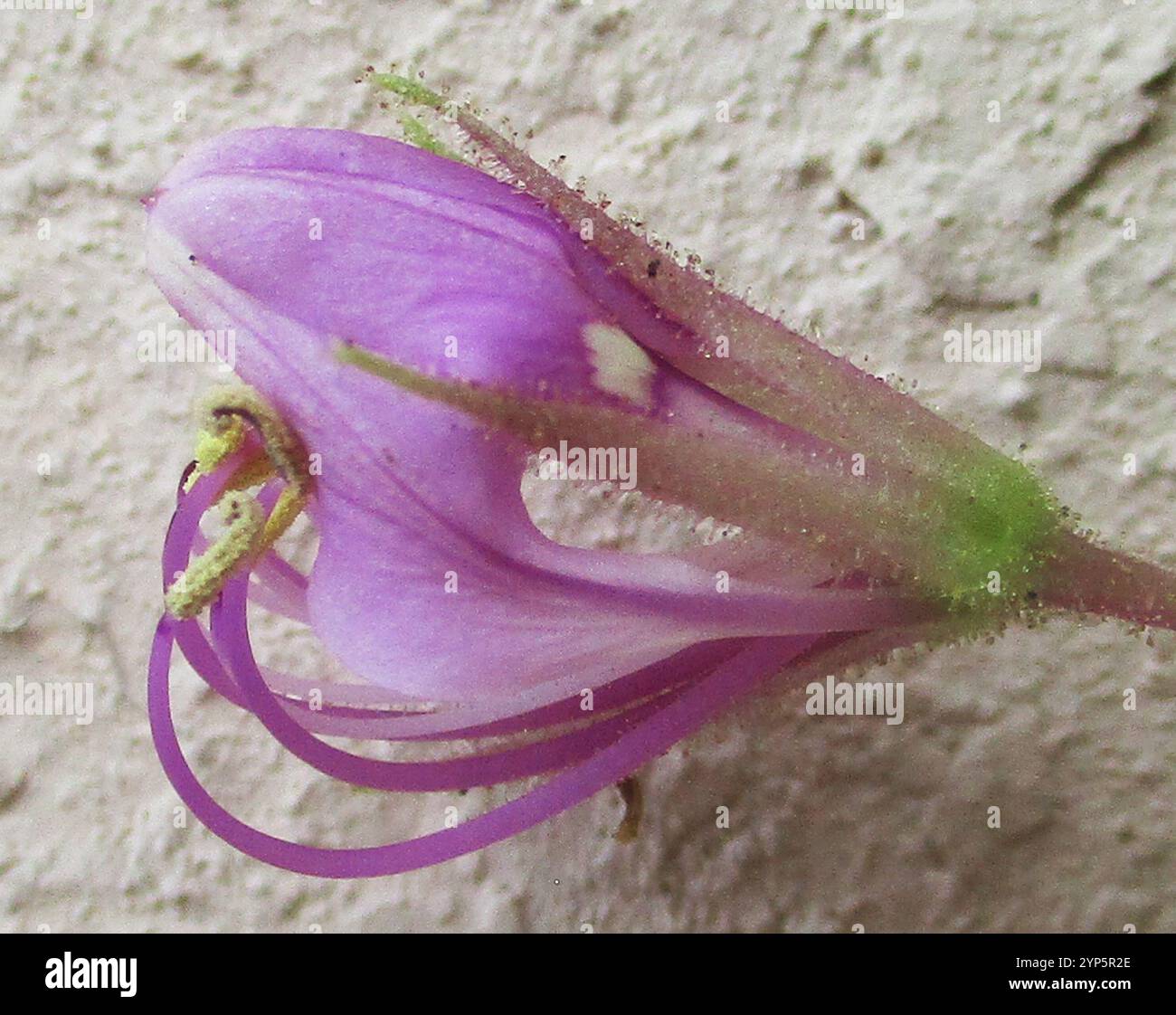 Pretty Lady (Cleome rubella Stock Photo - Alamy