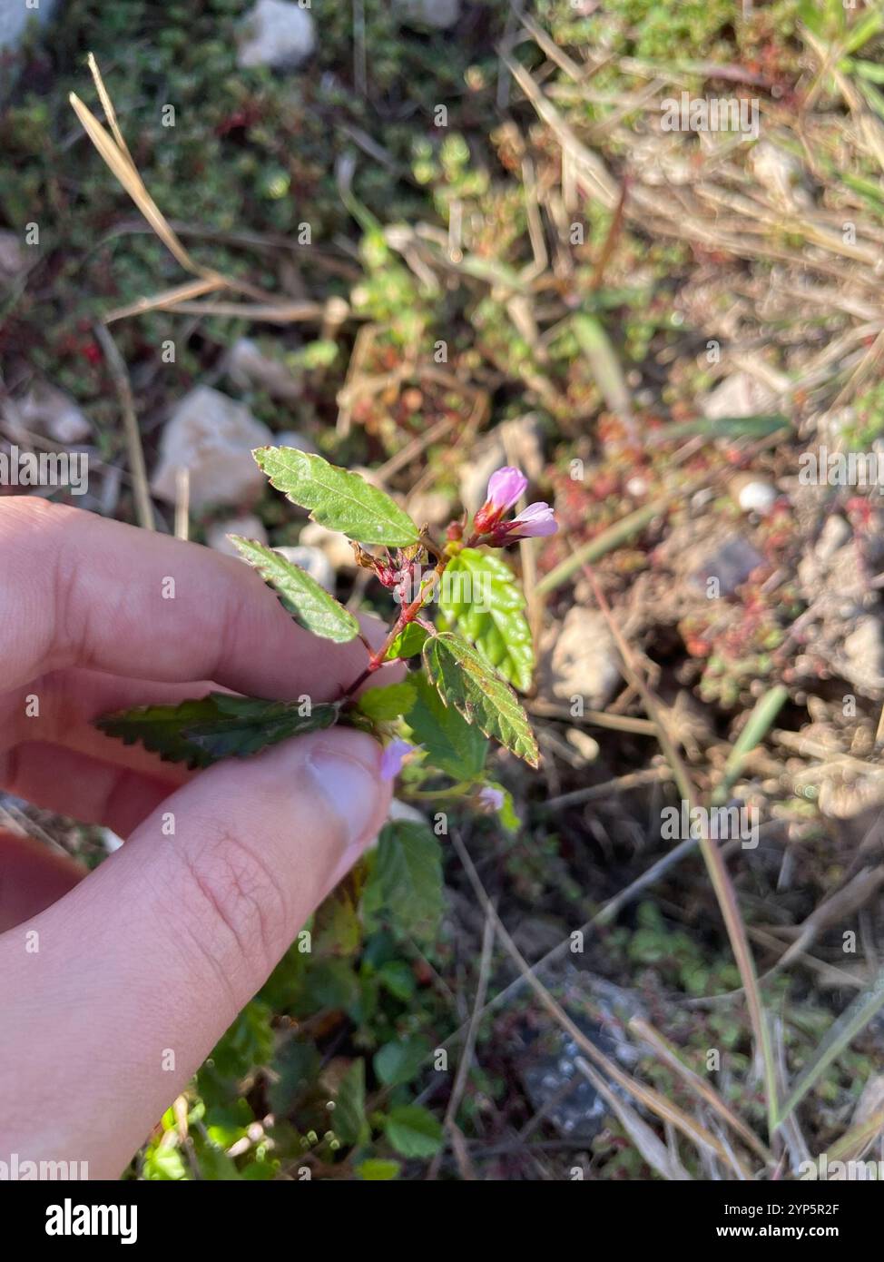 Pyramid Flower (Melochia pyramidata Stock Photo - Alamy