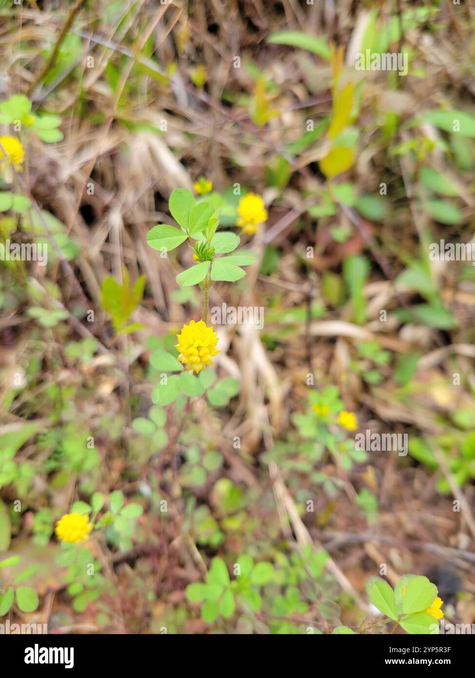 hop trefoil (Trifolium campestre Stock Photo - Alamy