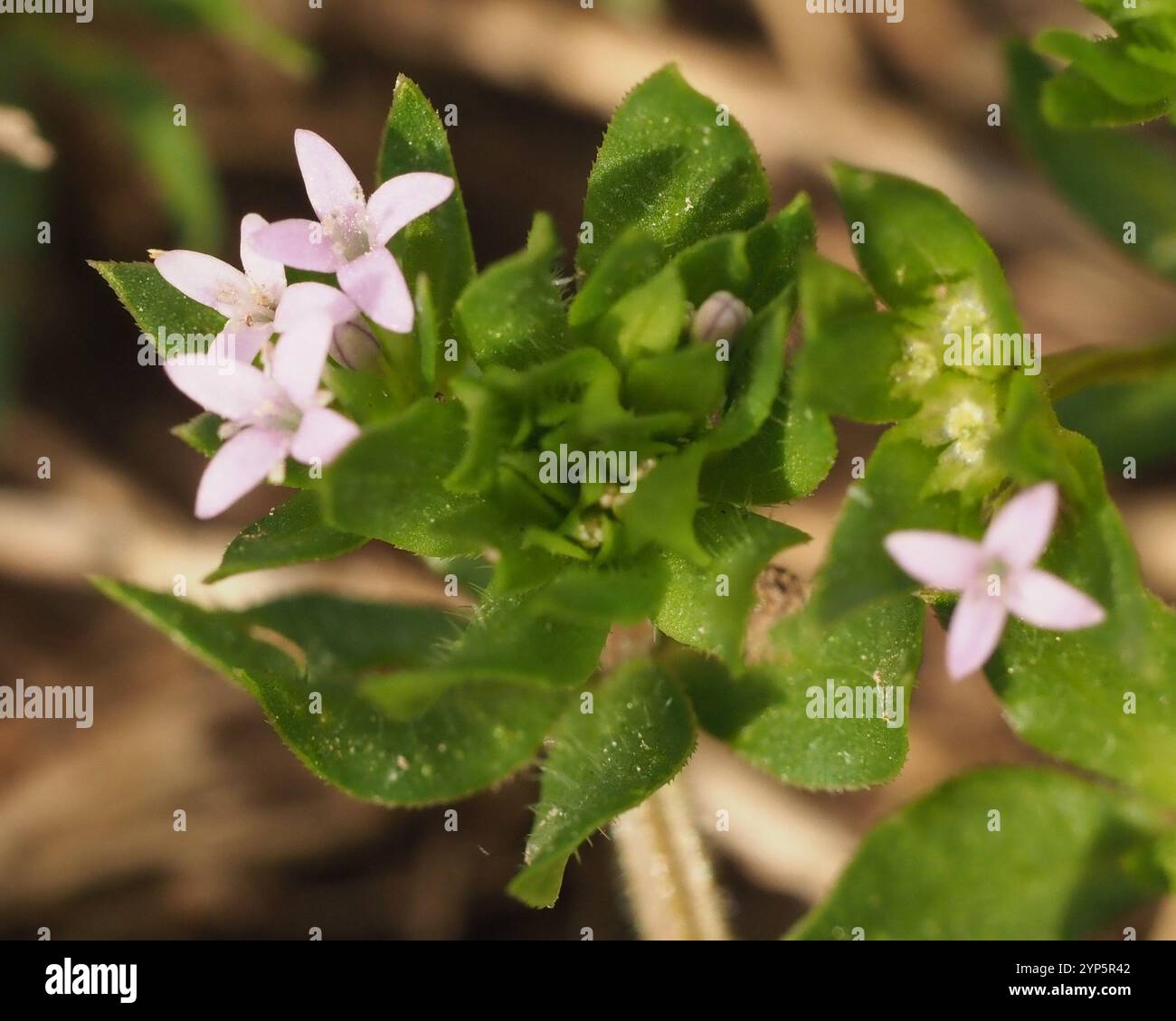 Field madder (Sherardia arvensis Stock Photo - Alamy