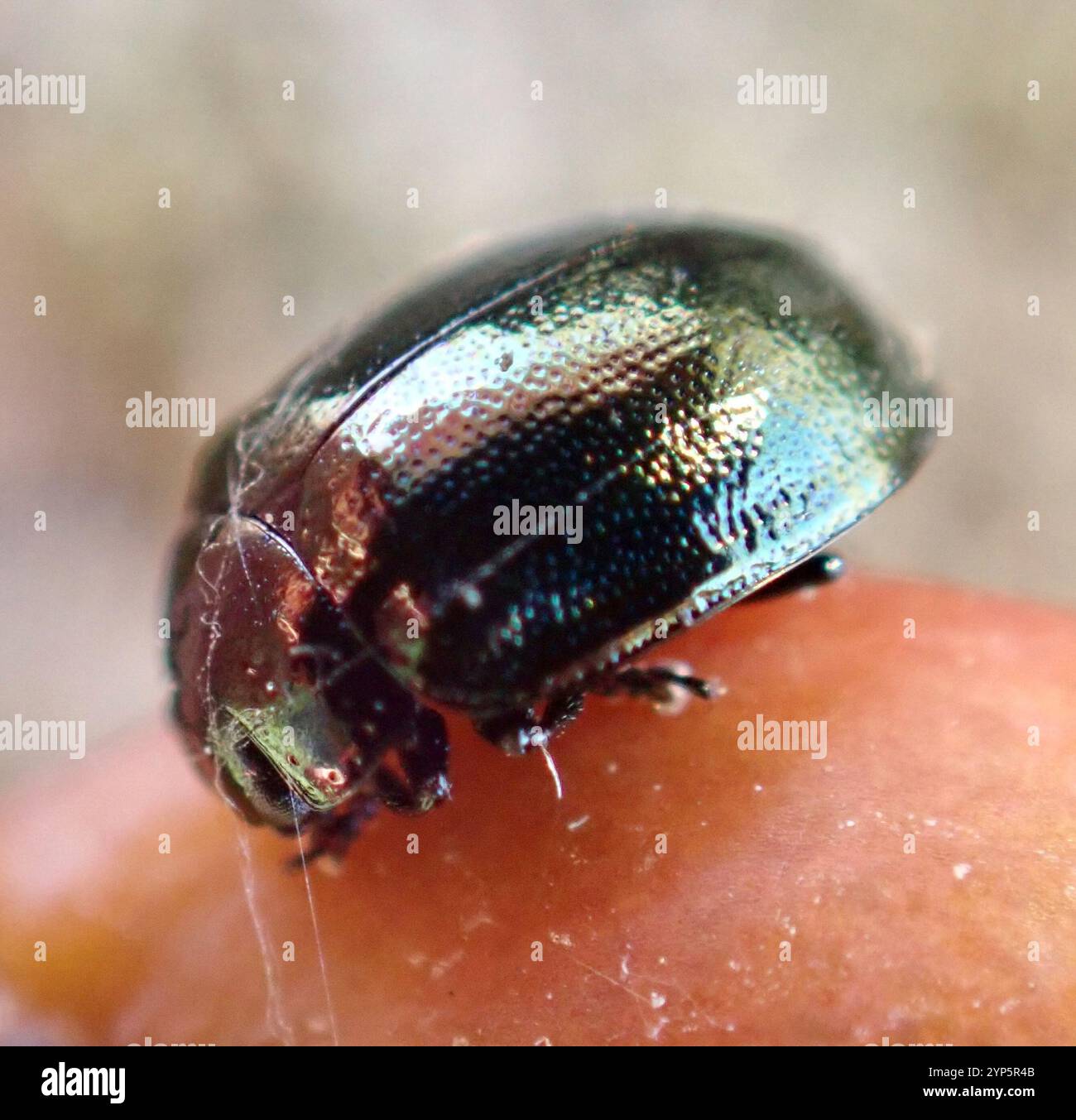 Willow Leaf Beetle (Plagiodera versicolora Stock Photo - Alamy