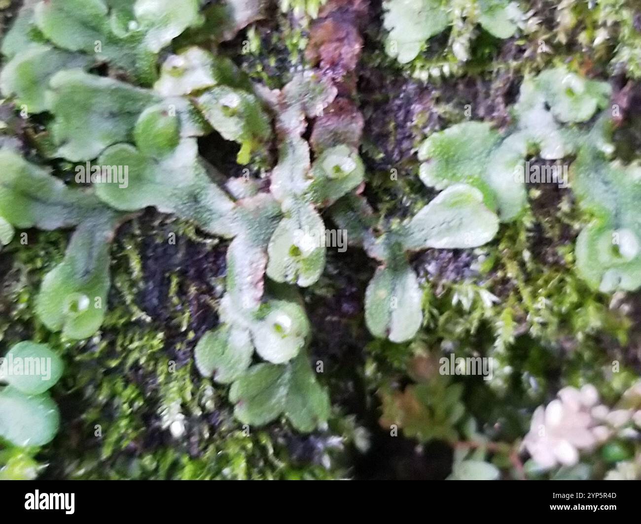 Complex thallose liverworts (Marchantiales Stock Photo - Alamy