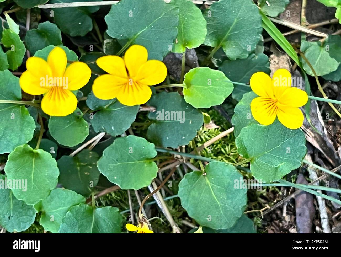Redwood Violet (Viola sempervirens Stock Photo - Alamy