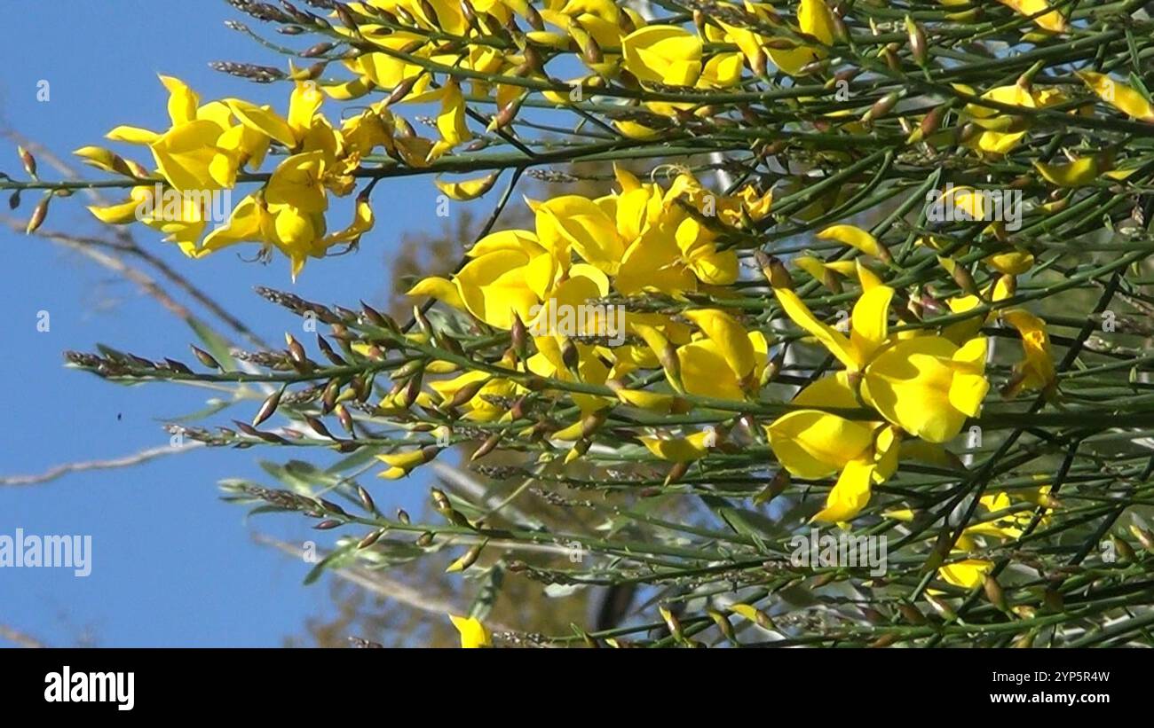 Spanish Broom (Spartium junceum Stock Photo - Alamy