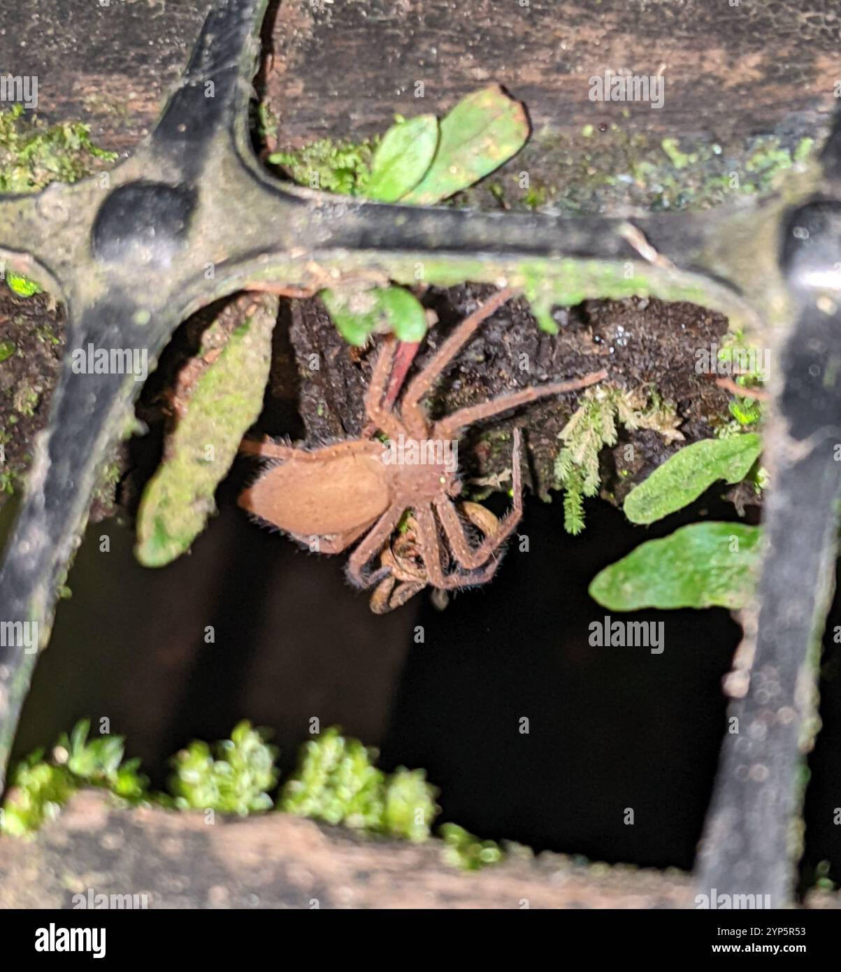 Huntsman Spiders (Sparassidae Stock Photo - Alamy