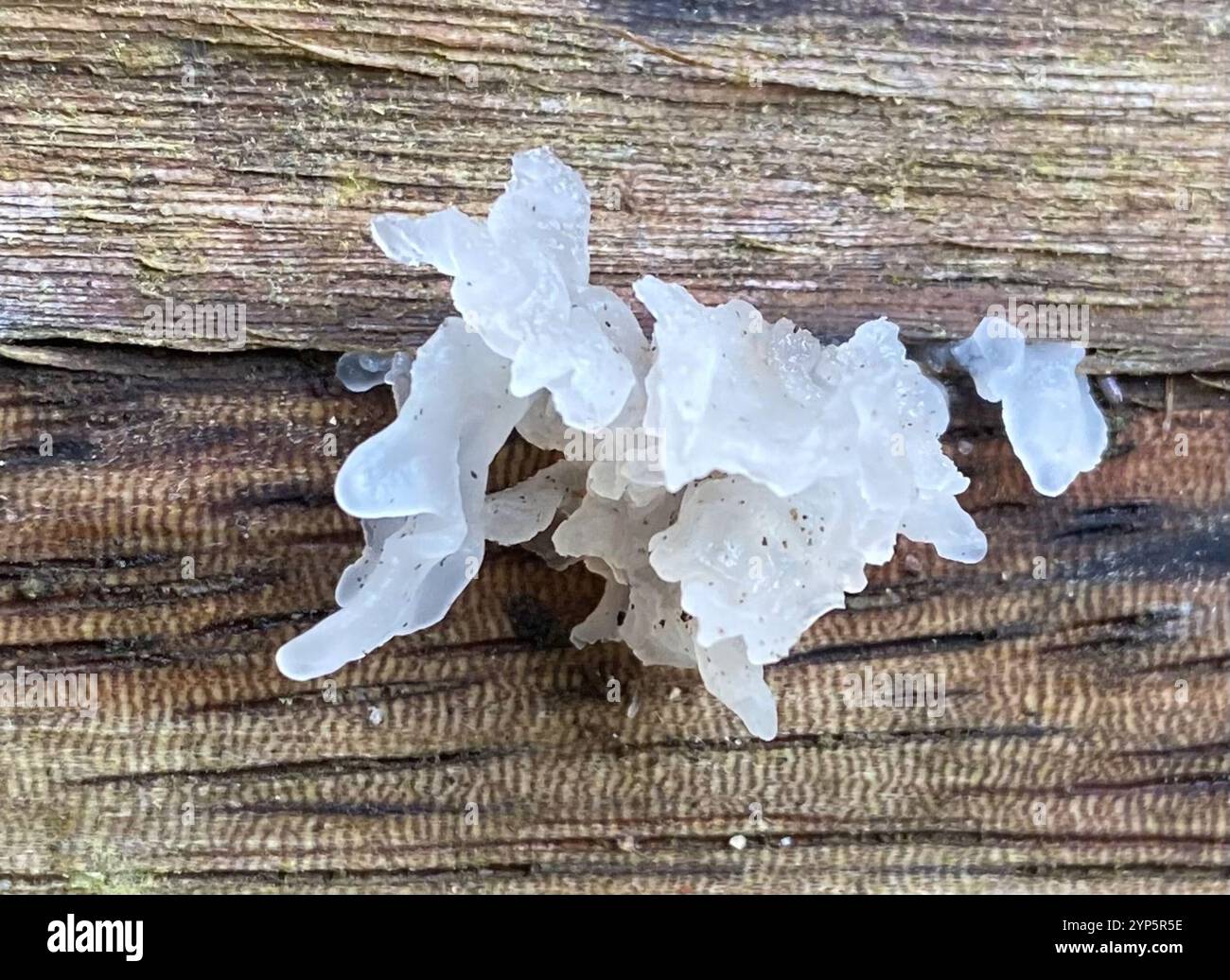 snow fungus (Tremella fuciformis Stock Photo - Alamy