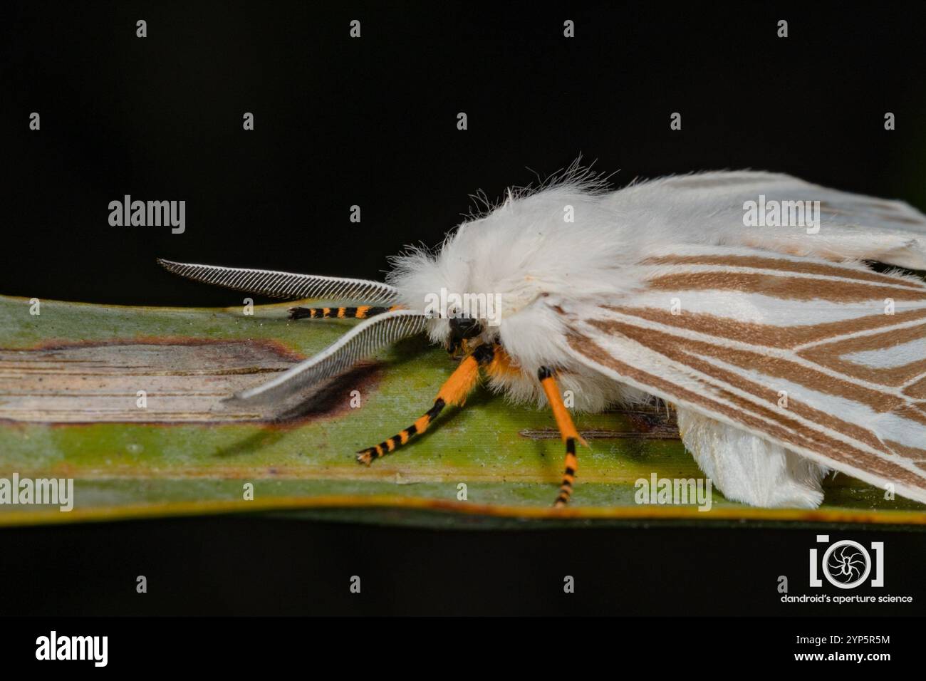 Echo Moth (Seirarctia echo Stock Photo - Alamy