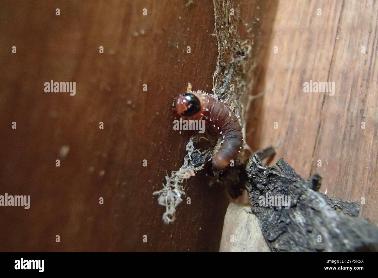Pergid sawflies hi-res stock photography and images - Alamy