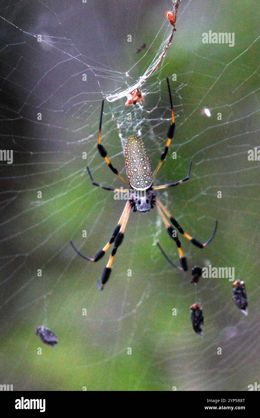 Golden Silk Spider (Trichonephila clavipes Stock Photo - Alamy