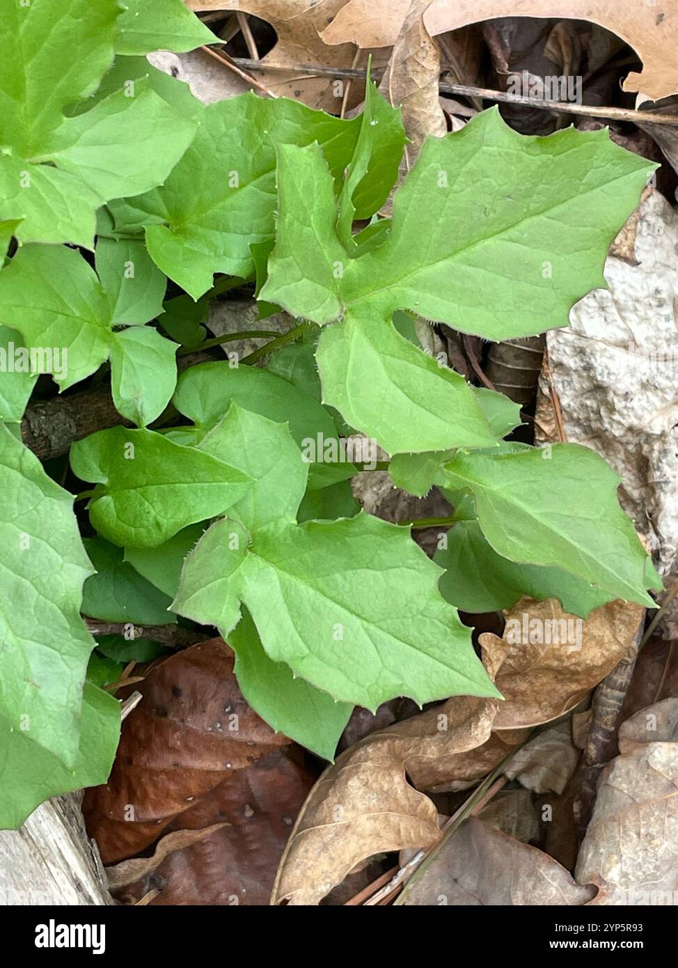 rattlesnake roots (Nabalus Stock Photo - Alamy