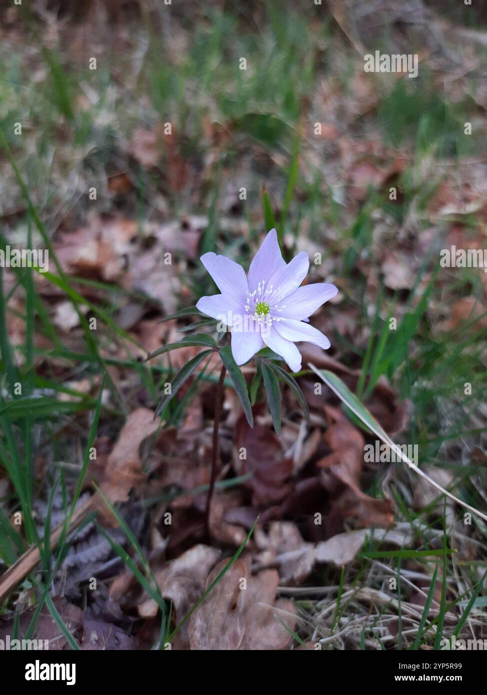 Three-leaved Anemone (Anemonoides trifolia Stock Photo - Alamy