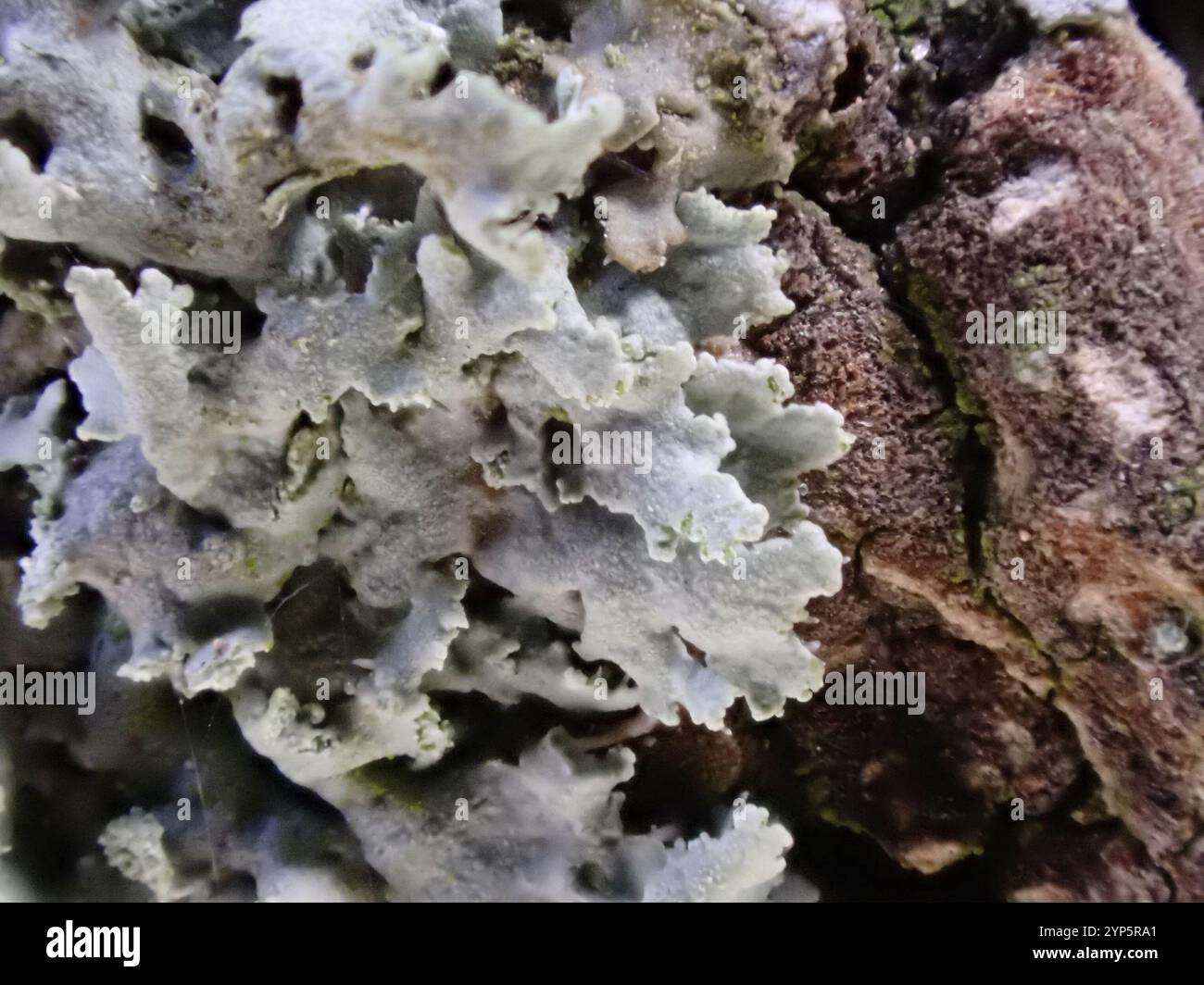 Fringed Rosette Lichen (Physcia tenella Stock Photo - Alamy