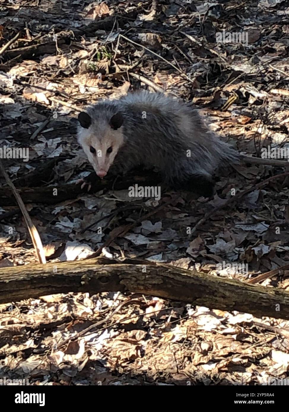 Virginia Opossum (Didelphis virginiana Stock Photo - Alamy