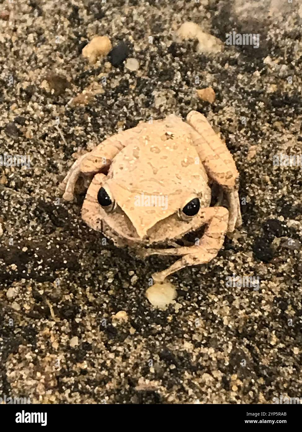 Whipping frogs hi-res stock photography and images - Alamy