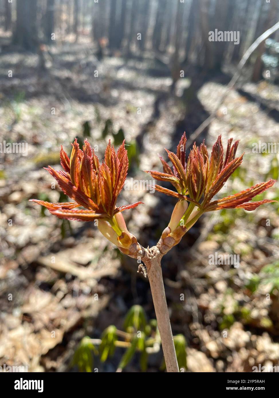 painted buckeye (Aesculus sylvatica Stock Photo - Alamy