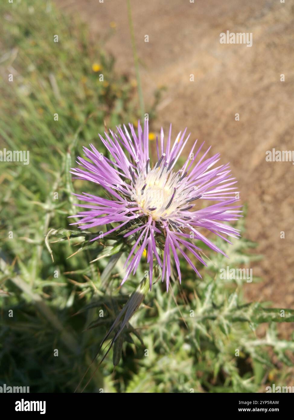 Boar Thistle (Galactites tomentosus Stock Photo - Alamy
