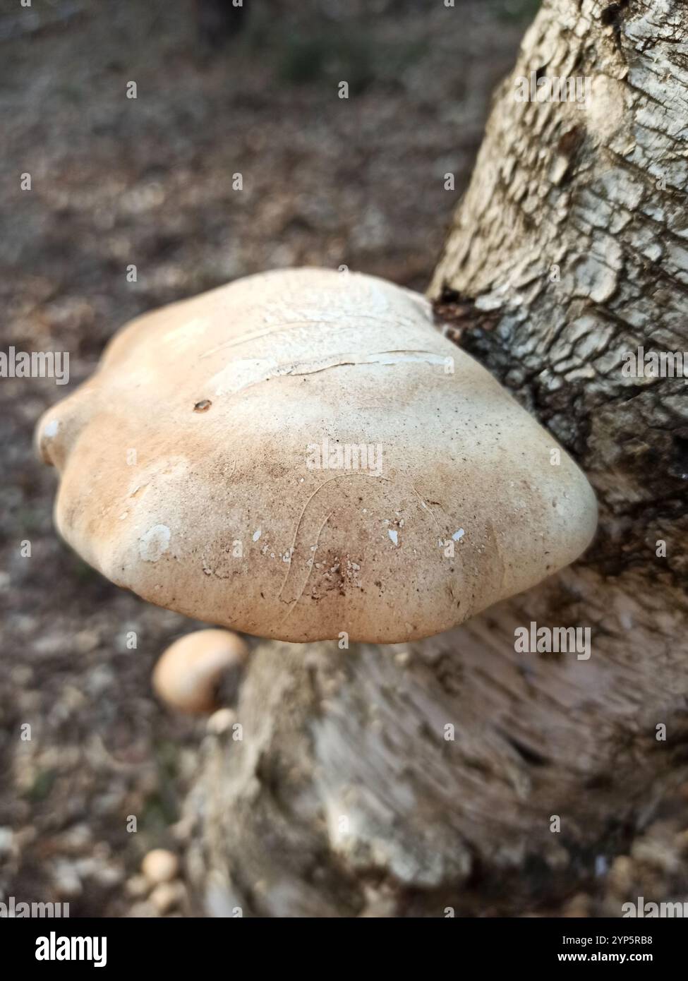 birch polypore (Fomitopsis betulina Stock Photo - Alamy